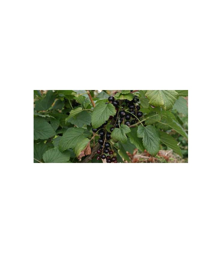 Arbustes fruitiers
