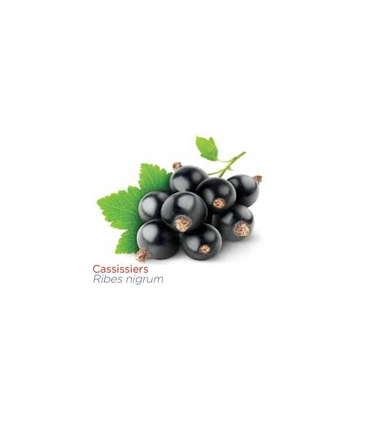 Arbustes fruitiers