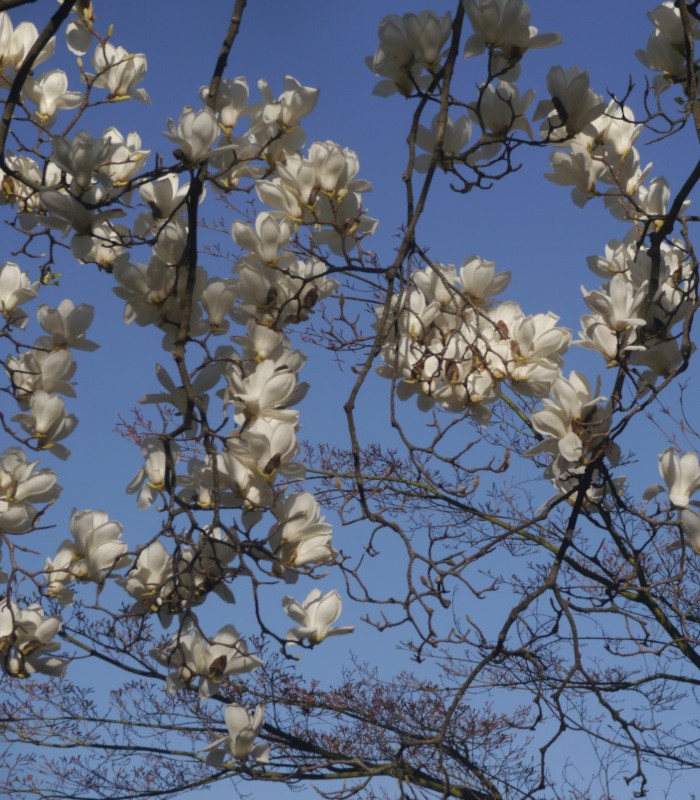 Magnolia caduc - Pépinières et roseraies Paul Croix