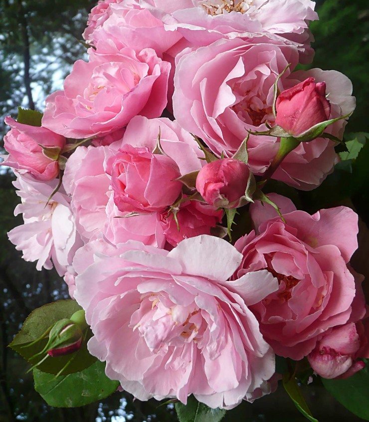 Rosier polyantha VILLE DE BAGNOLES DE LORNE Obtention Jacques Ranchon