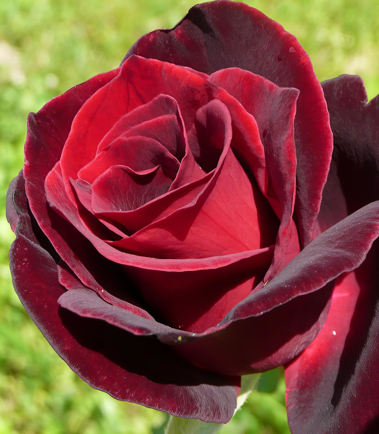 Rosier grimpant 'Astral' parfum exceptionnel