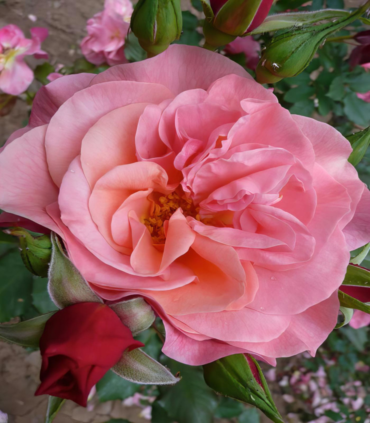 Rosier grimpant arbustif 'Paul Croix'